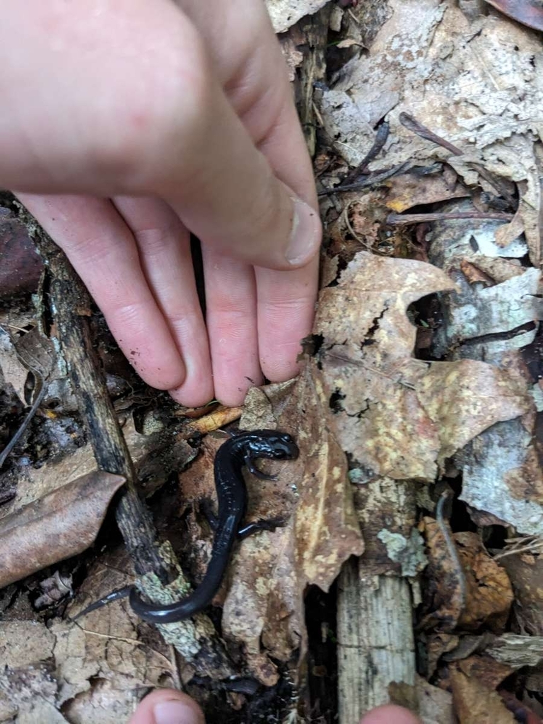 Southern Gray-cheeked Salamander from Canton, NC 28716, USA on August ...