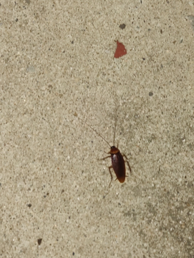 American Cockroach from 48416 Llano Grande de Ipala, Jal., México on ...