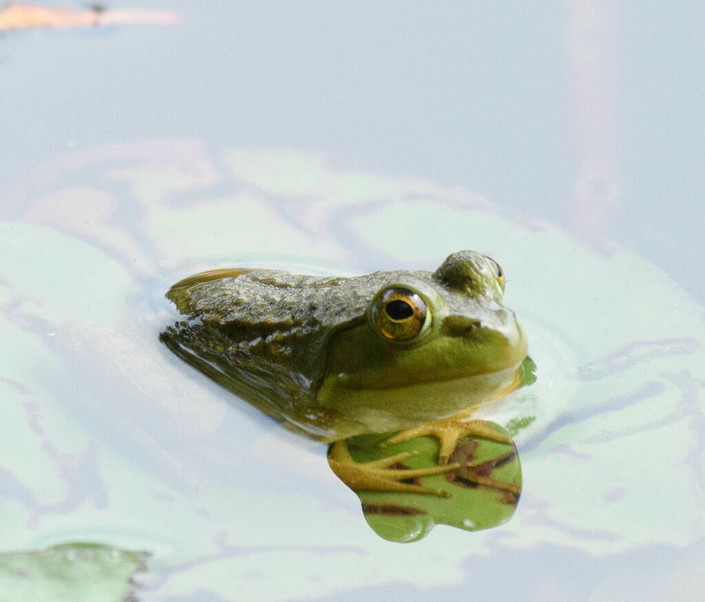 American Bullfrog from Lake Lacawac, Lacawac Sanctuary, Lake Ariel ...