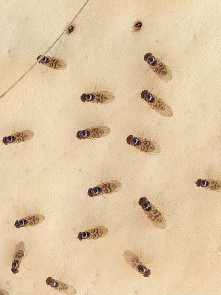 Mycodrosophila from Cassatt, SC 29032, USA on August 25, 2024 at 04:11 ...