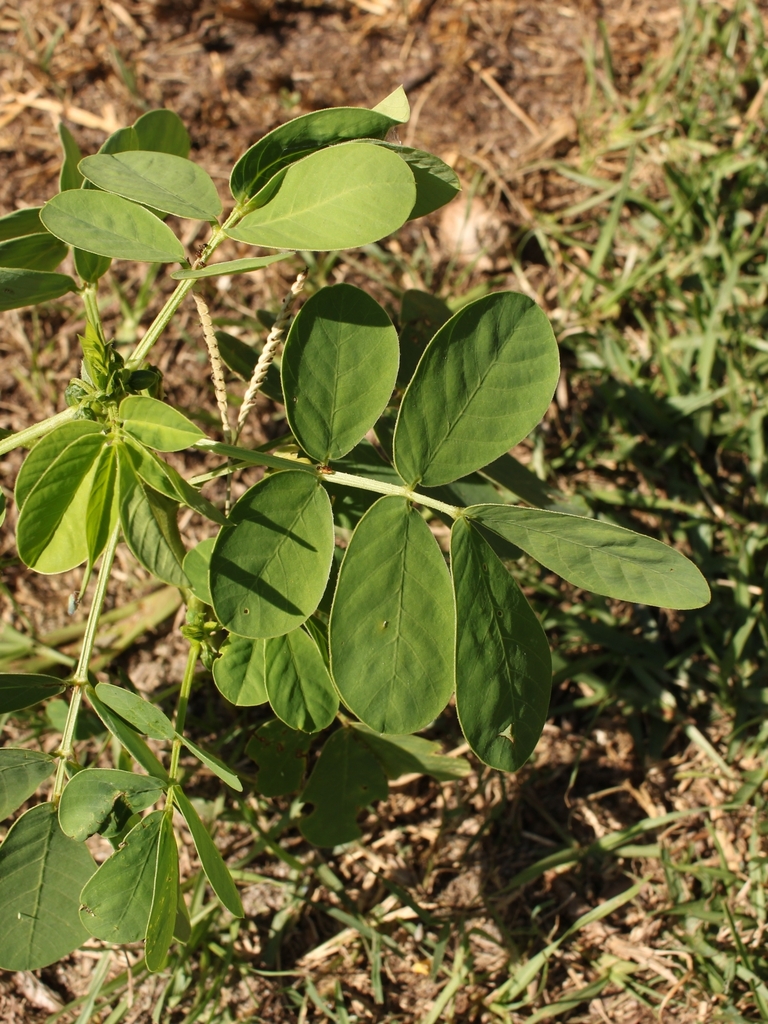American Sicklepod from Cassatt, SC 29032, USA on August 25, 2024 at 03 ...