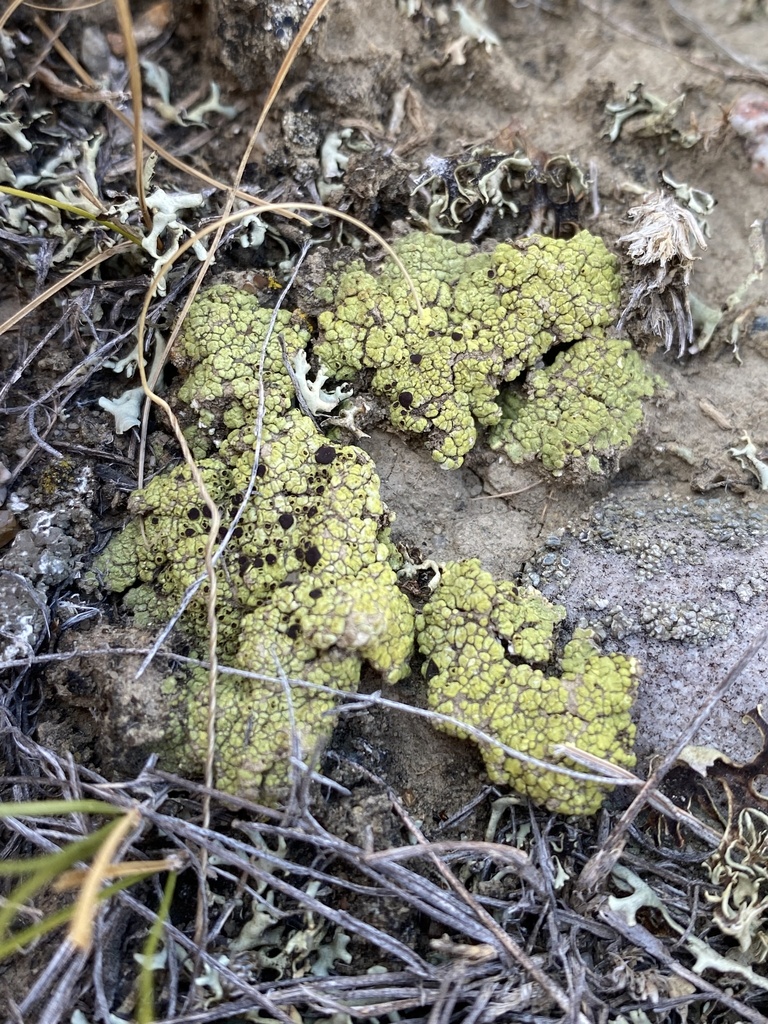 Soil Paint Lichen from Range Rd 95A, Special Area No. 2, AB, CA on ...