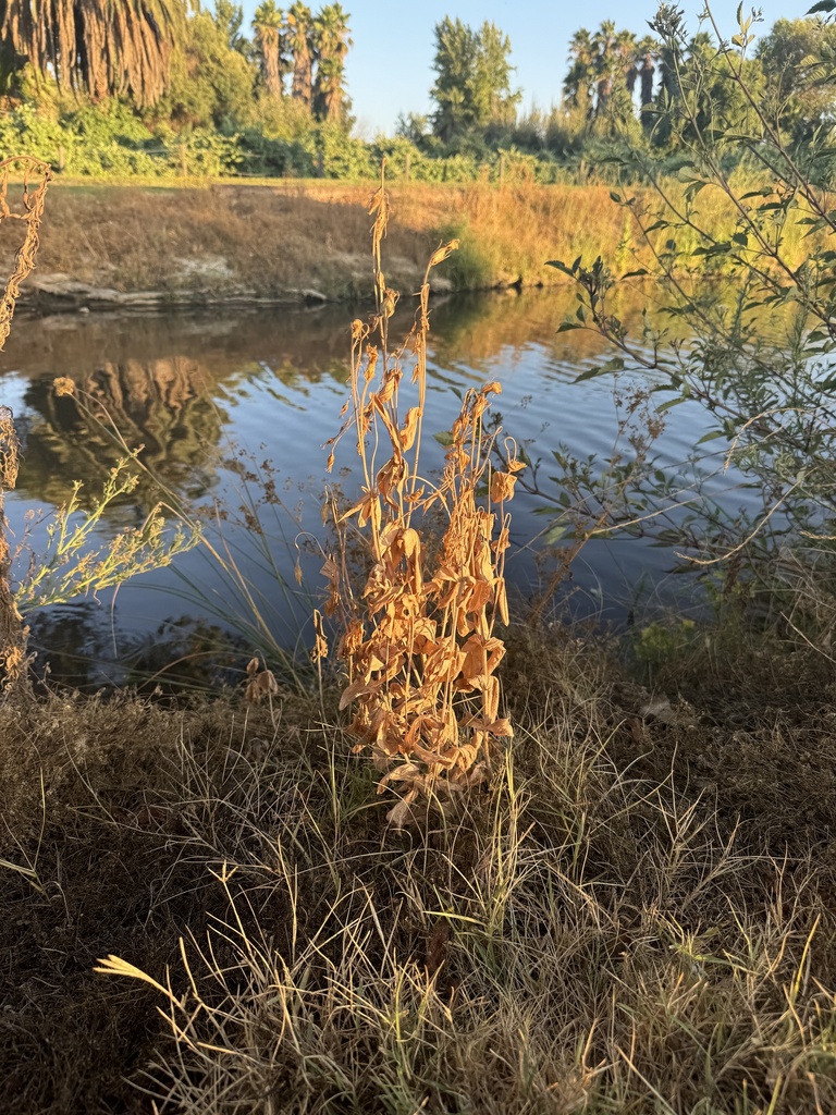 catchfly prairie gentian from Rancho Jurupa Regional Park, Jurupa ...