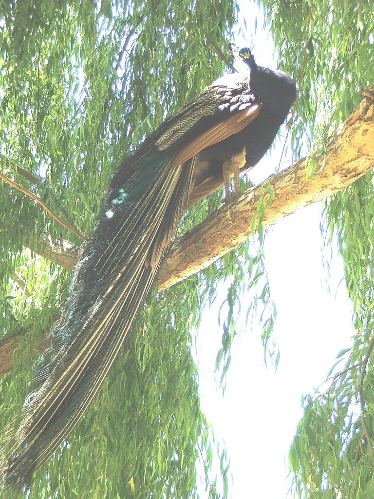 Indian Peafowl from Robben Island, Cape Town, South Africa on January ...