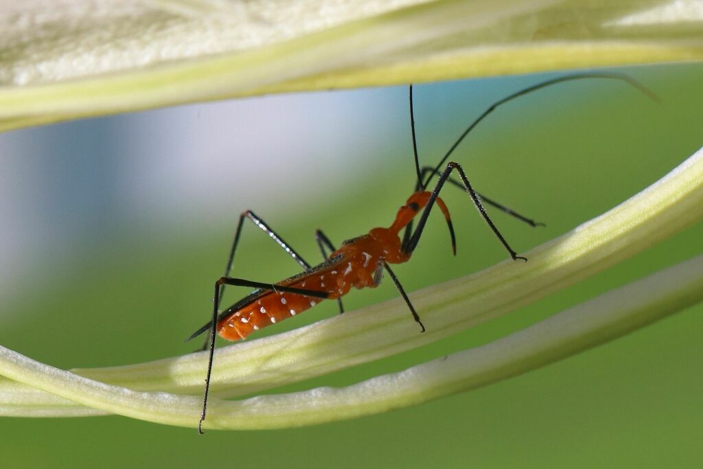 Milkweed Assassin Bug from Medulla, FL, USA on August 24, 2024 at 12:01 ...