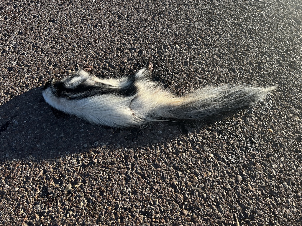 Hooded Skunk from US-90, Alpine, TX, US on August 25, 2024 at 07:30 PM ...