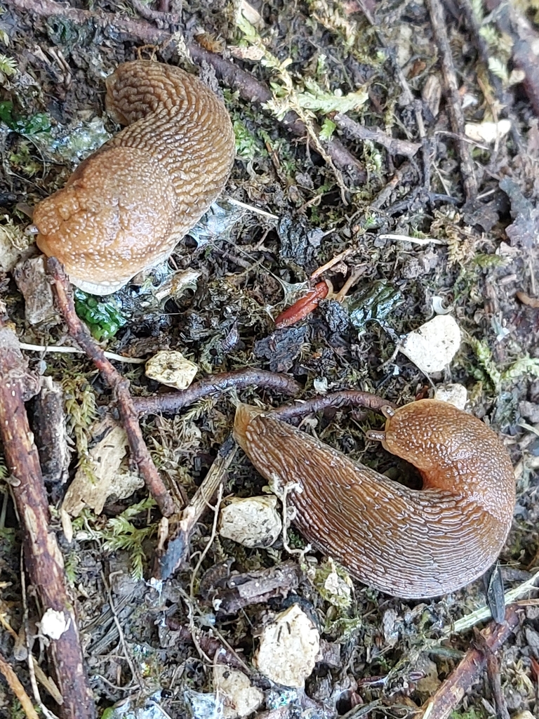 Western Dusky Slug from Menifee County, US-KY, US on August 24, 2024 at ...