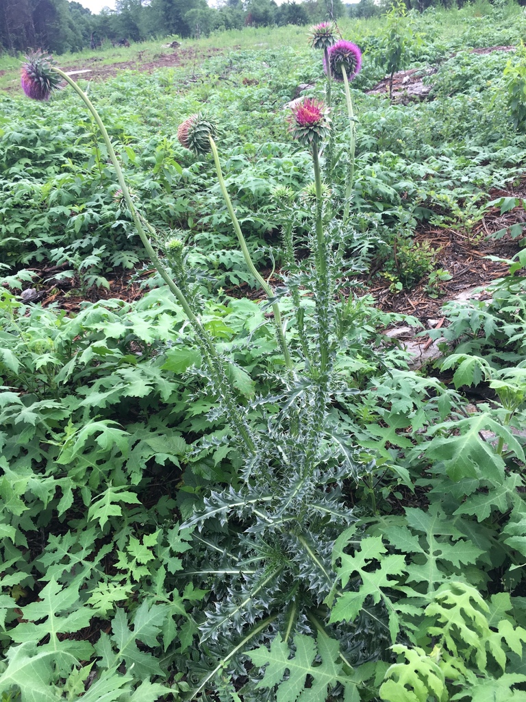 musk thistle from 5969 Bradyville Pike, Murfreesboro, TN, US on June 18 ...