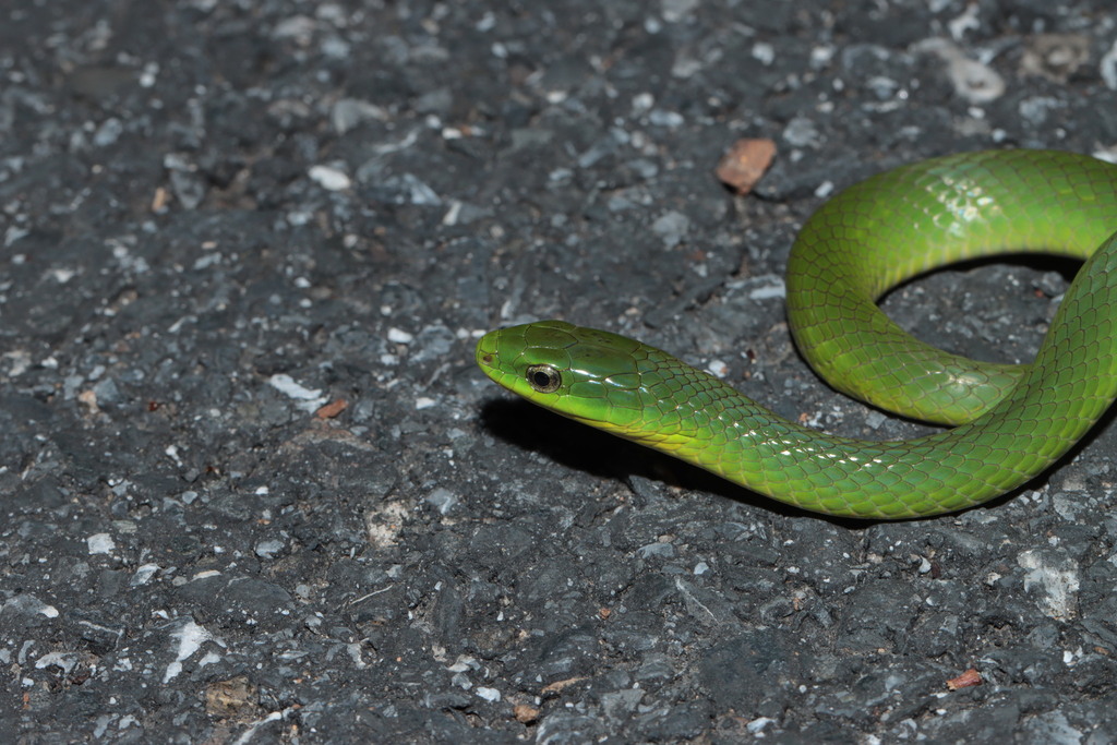 Chinese Green Snake from Hangzhou, CN-ZJ, CN on August 22, 2024 at 09: ...