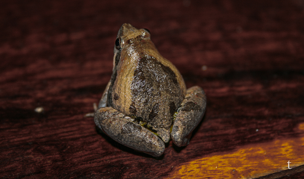 Beautiful Pygmy Frog from Angkor Thom, Cambodia on August 5, 2011 at 10 ...