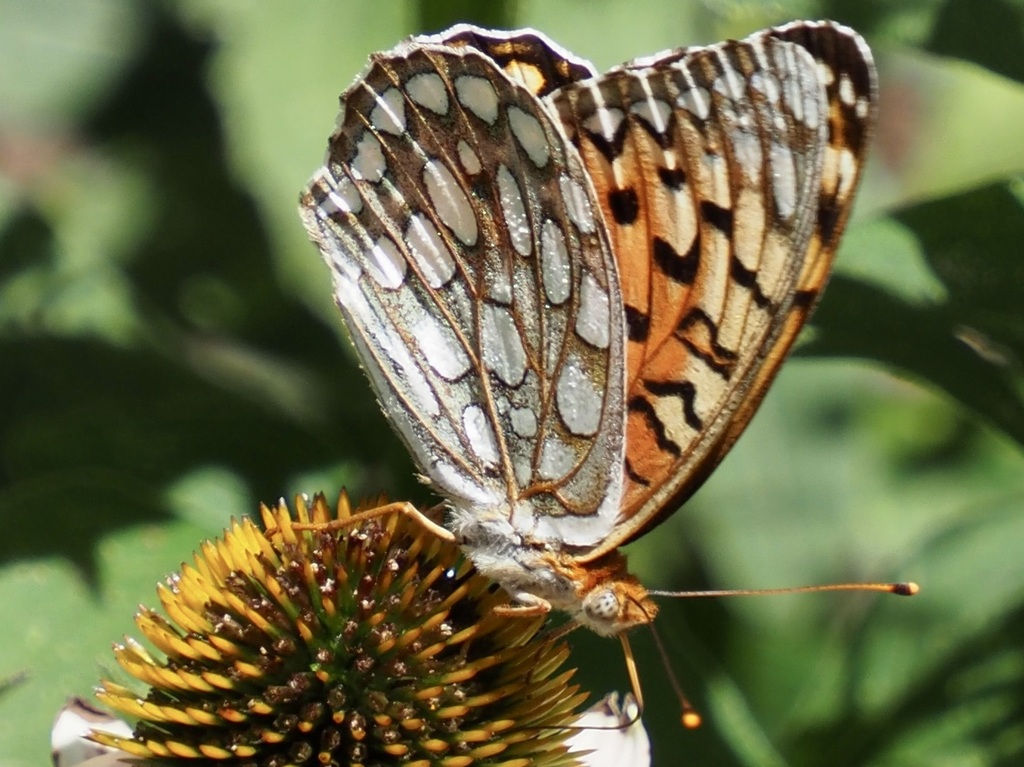 Edwards's Fritillary from West Colorado Springs, Colorado Springs, CO ...