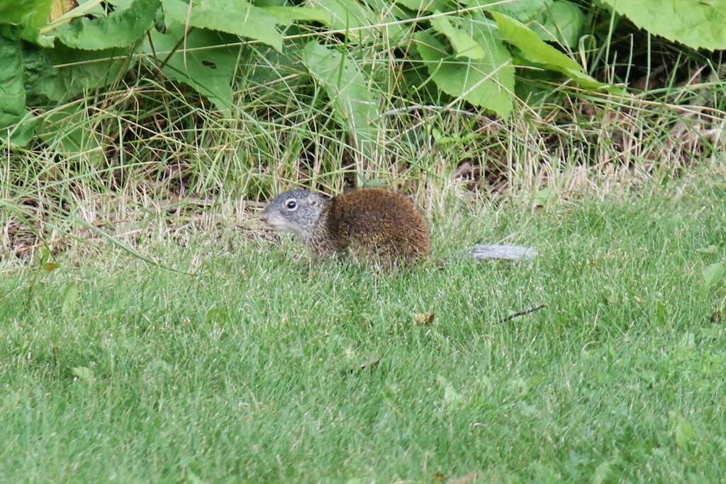 Franklin's Ground Squirrel from Carlton County, MN, USA on August 17 ...