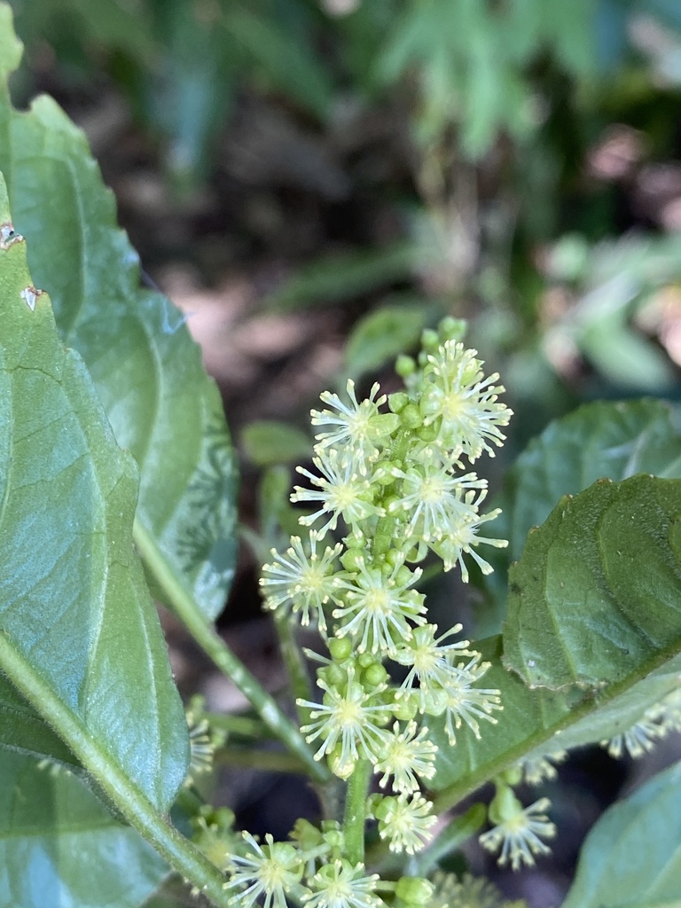 Claoxylon australe from Esme St, Tamborine Mountain, QLD, AU on August ...