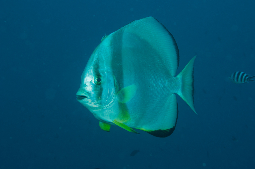 Round Batfish from La Digue, Seychelles on September 19, 2016 by ...
