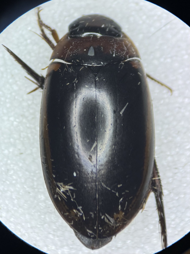 Hydaticus bimarginatus from Cape Cod National Seashore, Wellfleet, MA ...