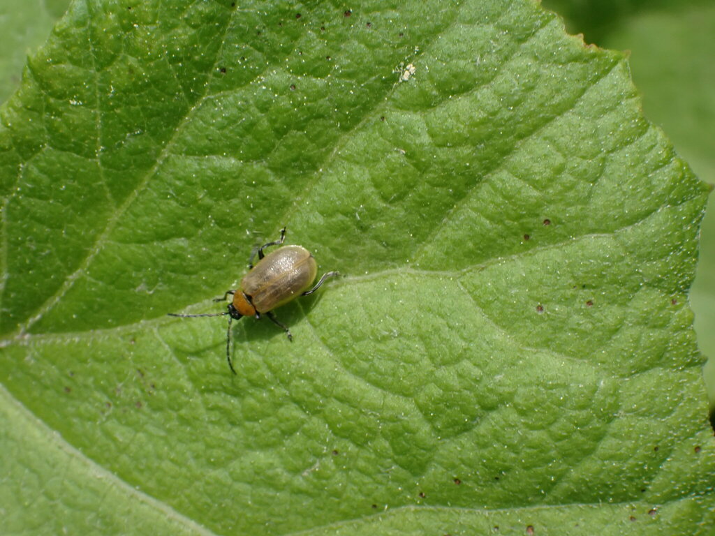 Skeletonizing Leaf and Flea Beetles in May 2024 by Moses Michelsohn ...