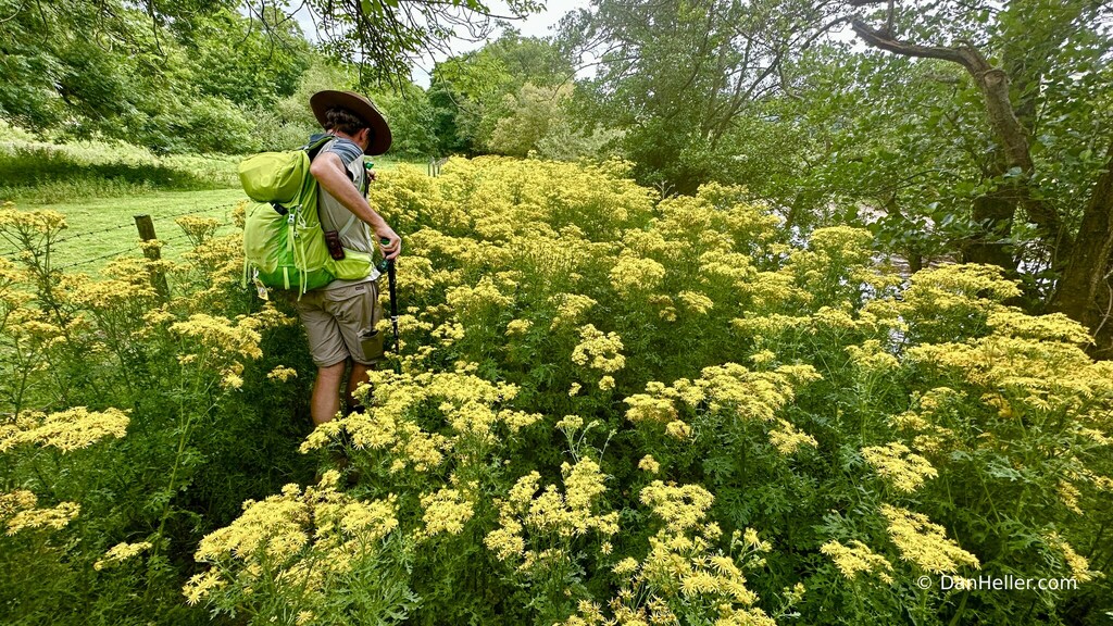 ragwort from North Yorkshire, England, United Kingdom on August 5, 2024 ...