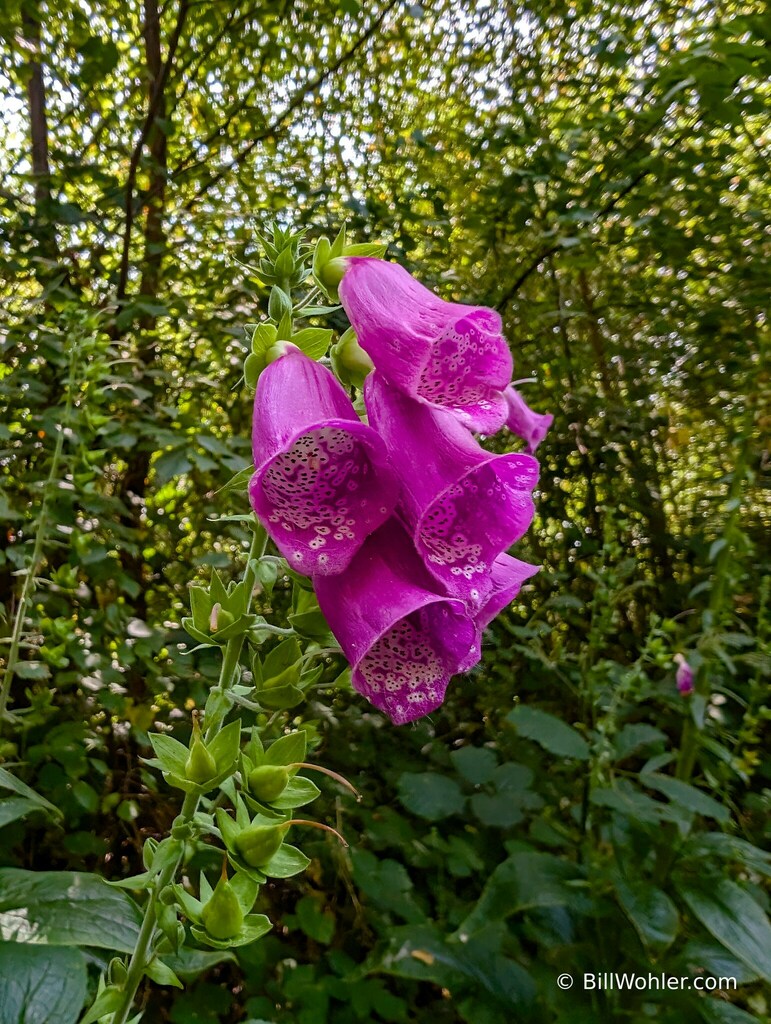 purple foxglove from Cumberland, UK on July 30, 2024 at 01:45 PM by ...