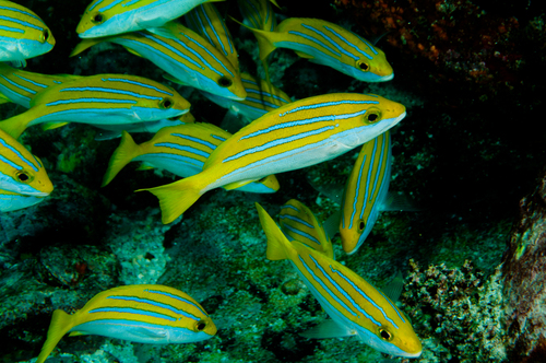 Lutjanus octolineatus · iNaturalist Mexico