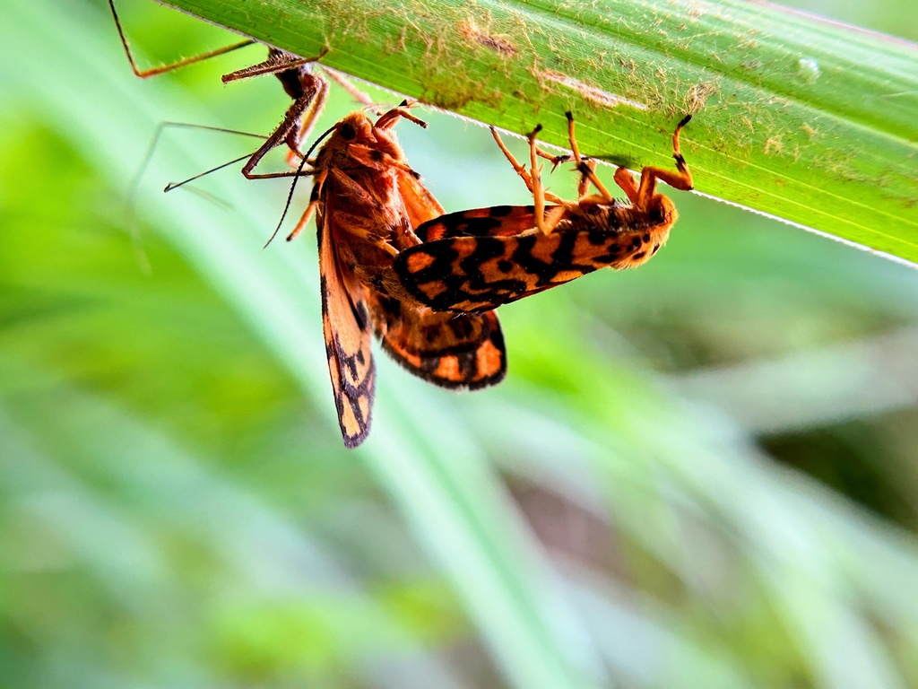 Nepita conferta from Neyyar Wildlife Sanctuary, Thiruvananthapuram, KL ...
