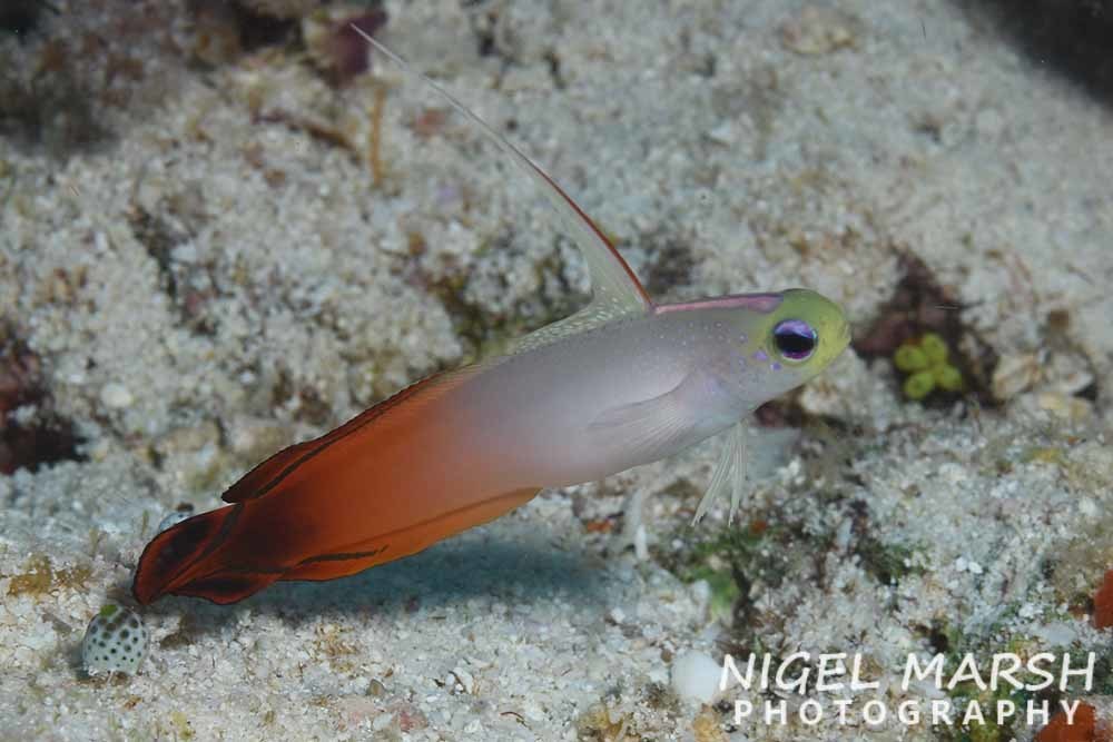 Fire Dartfish from Cook, QLD, Australia on October 27, 2017 at 02:31 AM ...