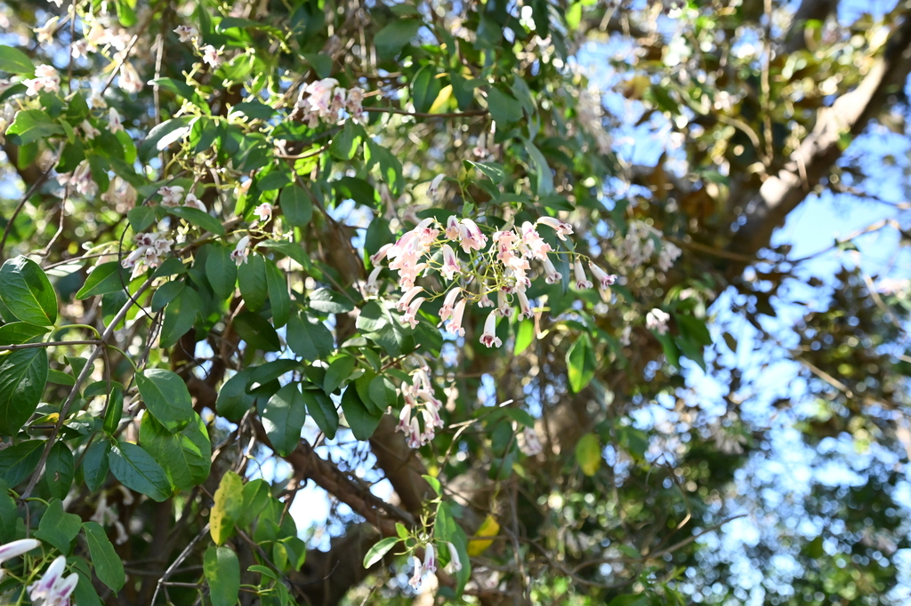 wonga vine from Sydney NSW, Australia on August 26, 2024 at 11:29 AM by ...