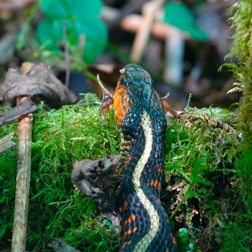 Red-spotted Garter Snake (Thamnophis sirtalis concinnus) - Snakes and ...