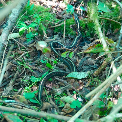 Red-spotted Garter Snake (Thamnophis sirtalis concinnus) - Snakes and ...