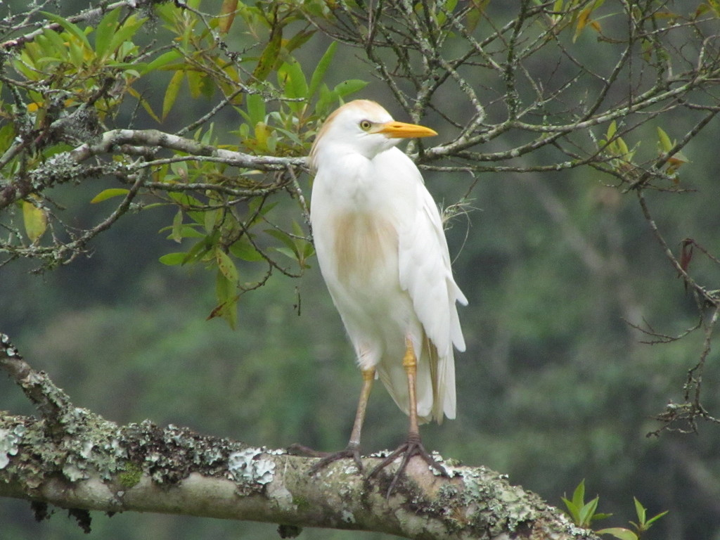 Garza ganadera (Aves Universidad Tecnologica de Pereira) · NaturaLista ...