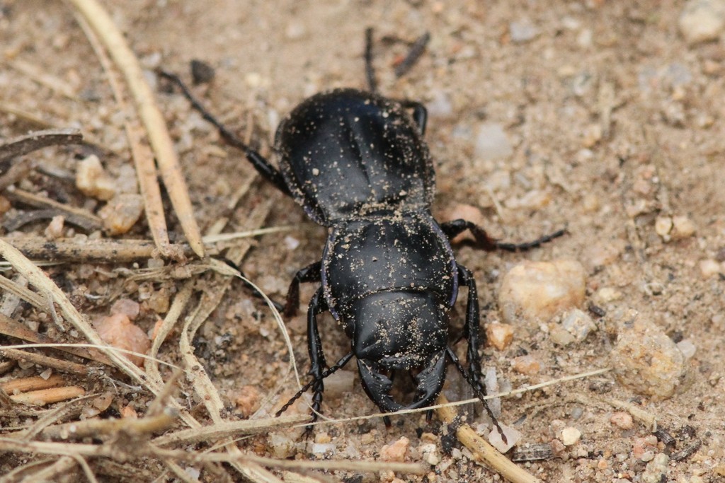 Blue-bordered Pedunculate Ground Beetle from Badger Rd, Walsenburg, CO ...