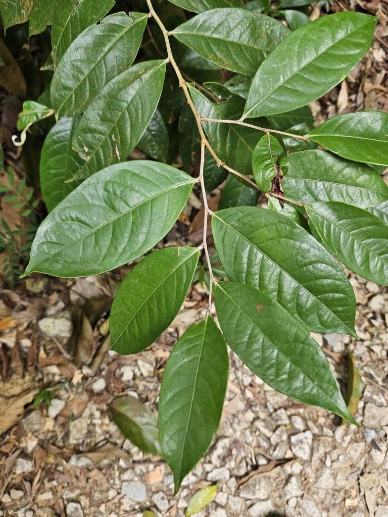 (Angelesia) - Botanical Realm