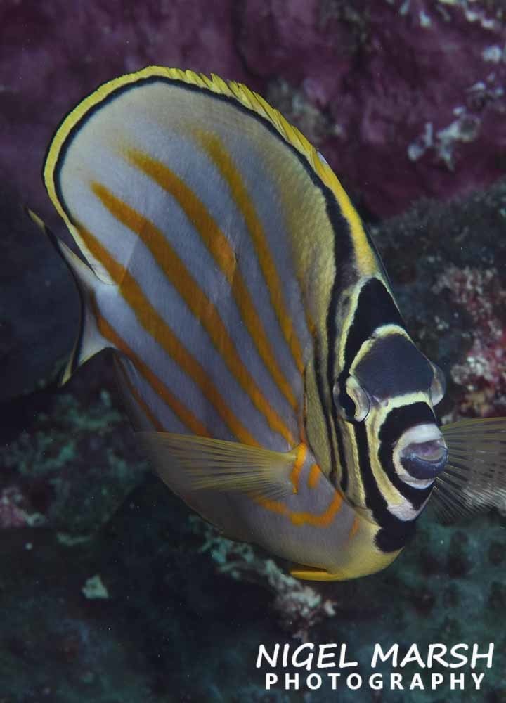 Ornate Butterflyfish from Cook, QLD, Australia on October 29, 2017 at ...