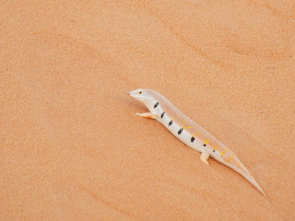 Eastern Skink from Baqaa Saudi Arabia on July 19, 2024 at 07:55 PM by ...