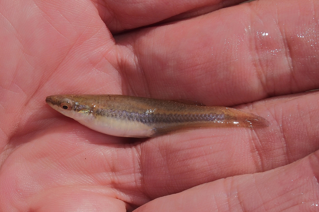 Blackstripe Topminnow from Livingston County, MI, USA on June 18, 2019 ...