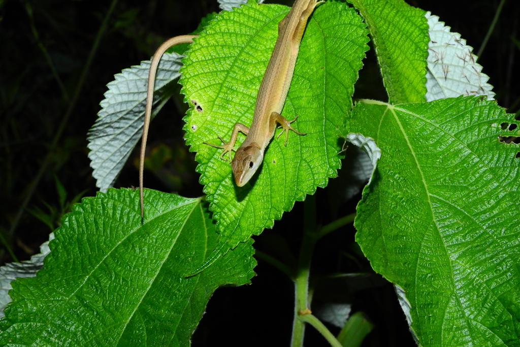 China Grass Lizard from 中国浙江省温州市乐清市 on August 25, 2024 at 07:03 PM by ...