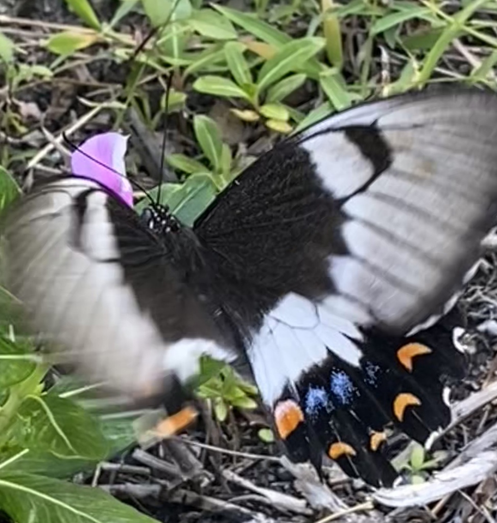 Australian Orchard Swallowtail from York Pde, Spring Hill, QLD, AU on ...