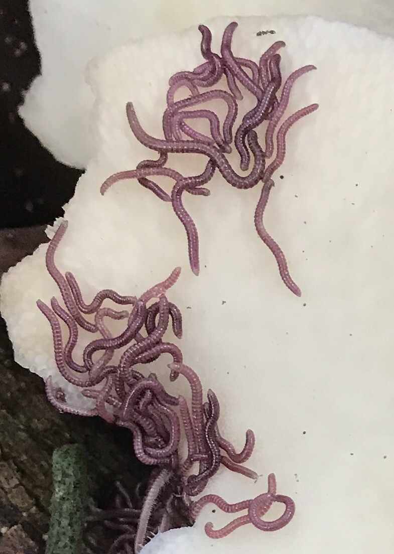 Rhinotus purpureus (Pocock, 1894)