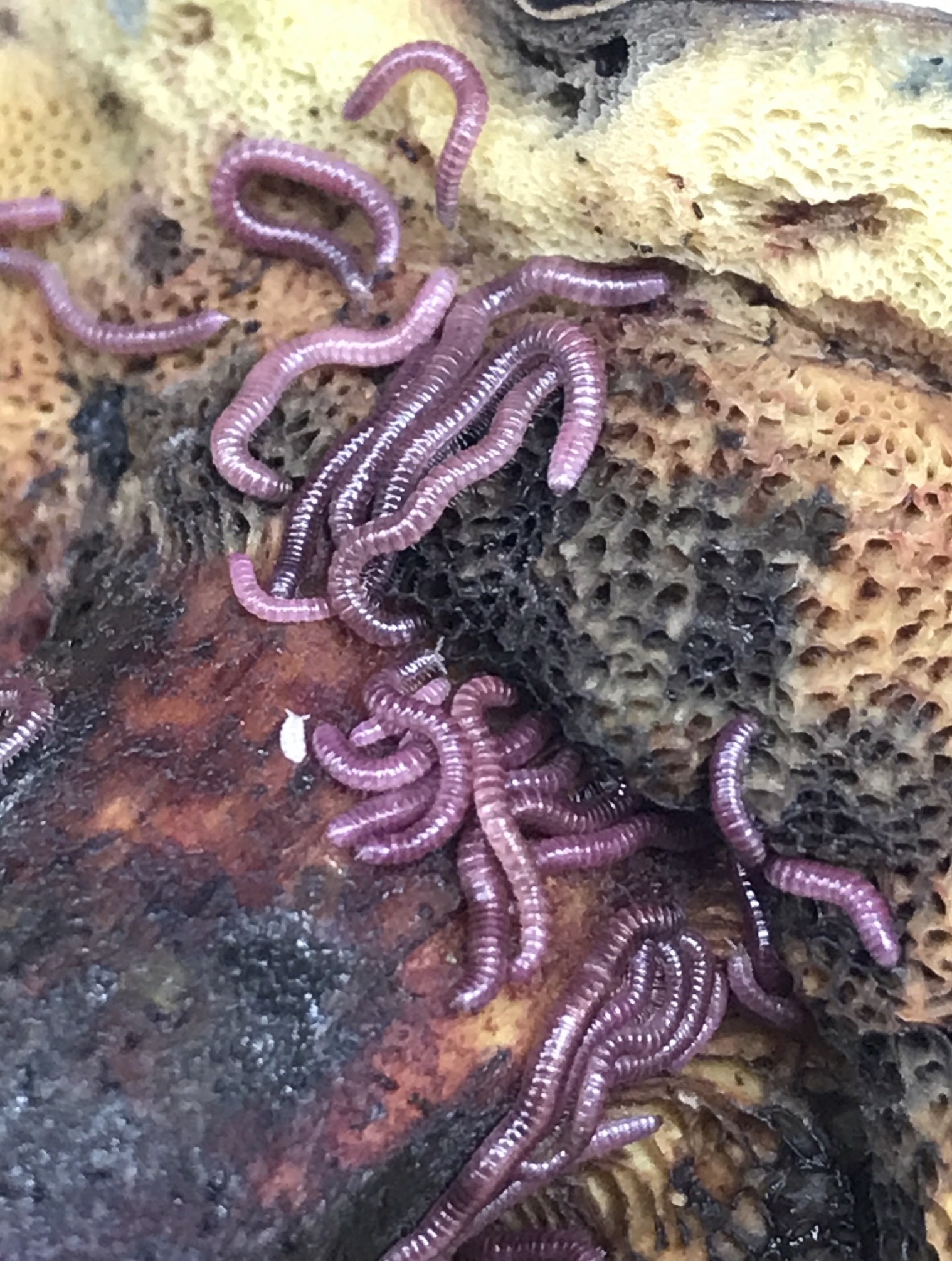 Rhinotus purpureus (Pocock, 1894)