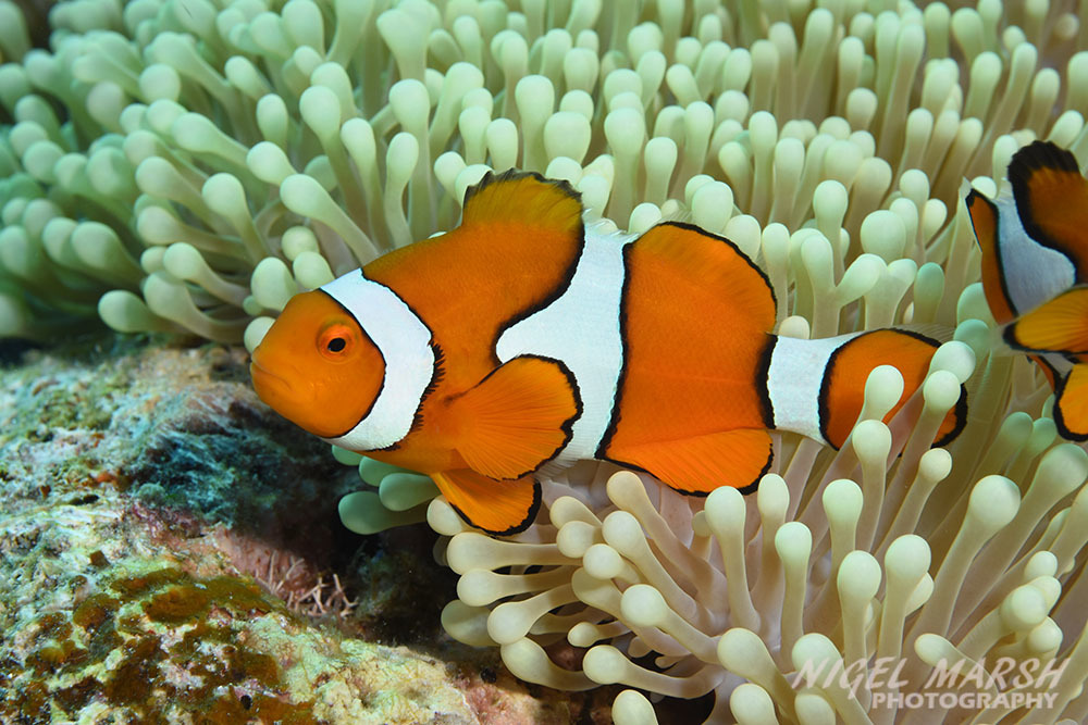 Percula Anemonefish (Amphiprion percula) - Marine Life Identification
