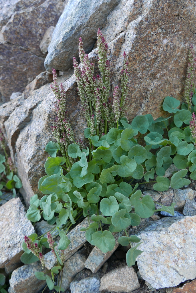 alpine sorrel from Fresno County, CA, USA on July 16, 2024 at 07:29 AM ...