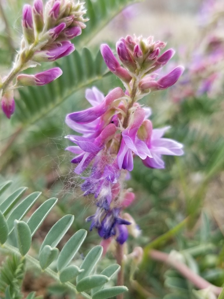 Two-grooved Milkvetch from Division No. 2, AB, Canada on June 15, 2019 ...