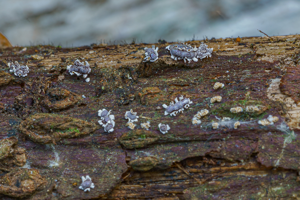 Physarum bogoriense (protozoans of the USA) · iNaturalist