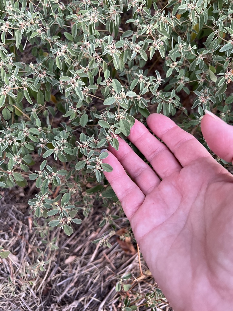 Prairie Tea from Andrew Brown Park East, Coppell, TX, US on August 26 ...