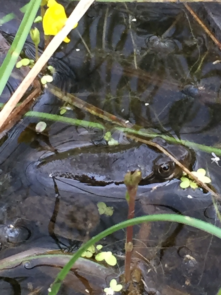 Green Frog from N11656 McClain Lake Rd, Trego, WI, US on June 18, 2019 ...