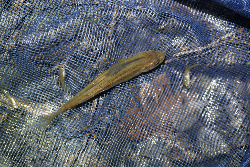 Rhynchocypris steindachneri in August 2024 by observe-syz · iNaturalist
