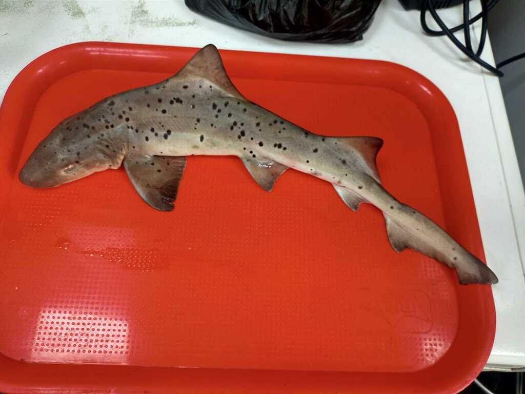 Spotted Houndshark (Triakis maculata) - Marine Life Identification