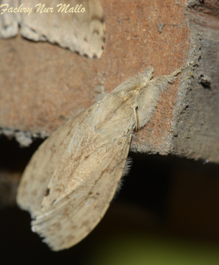 Calliteara angulata from Taripa, Kec. Pamona Tim., Kabupaten Poso ...