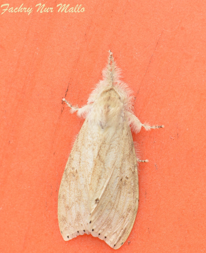 Calliteara angulata from Taripa, Kec. Pamona Tim., Kabupaten Poso ...