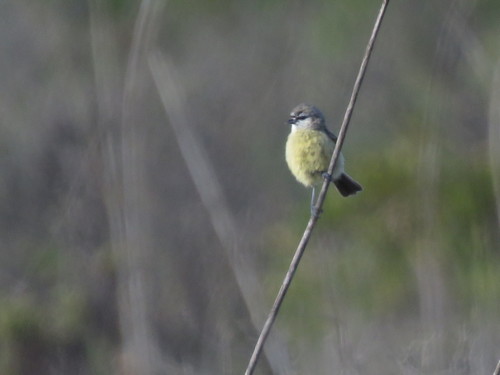 Subespecies Anthoscopus minutus minutus · iNaturalist Mexico