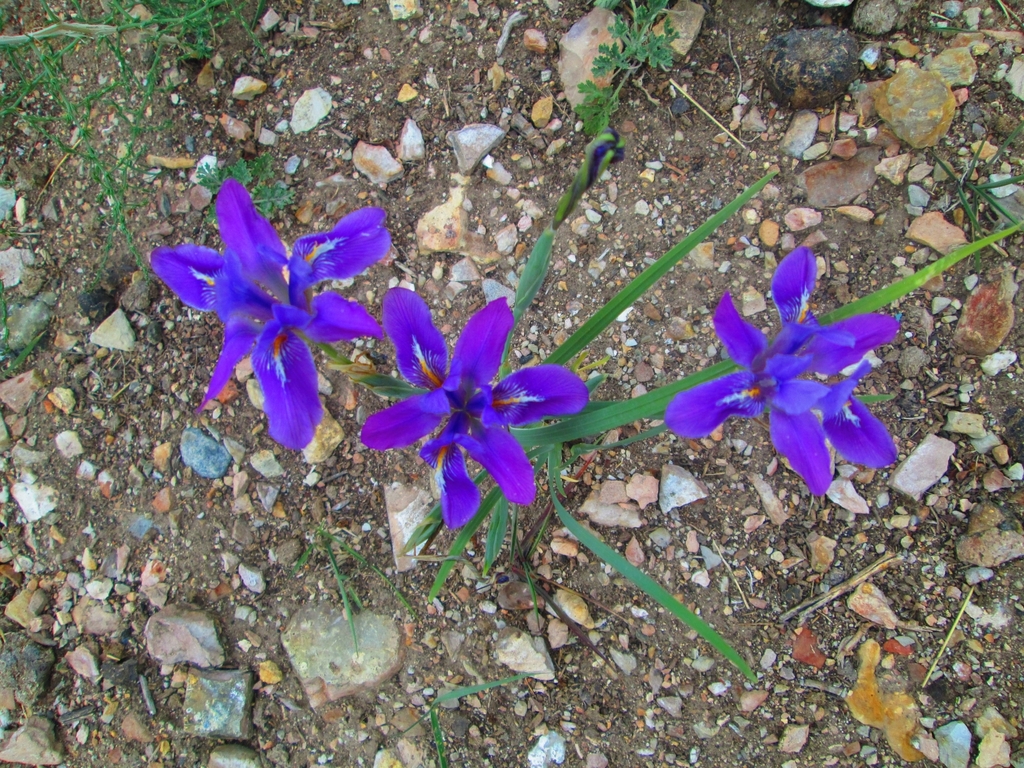 Iris decora from Shey Phoksundo National Park, Suligad, Dolpa Suligad ...
